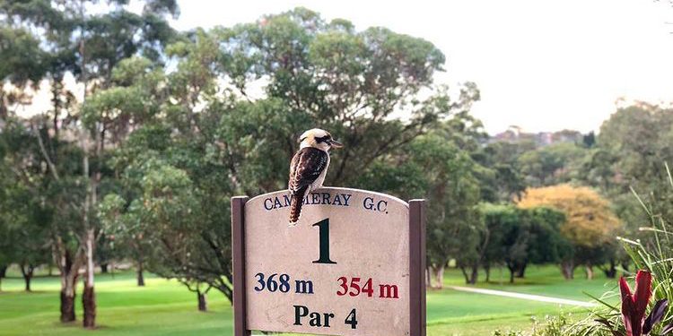 Golf Club in Sydney | Cammeray Golf Club